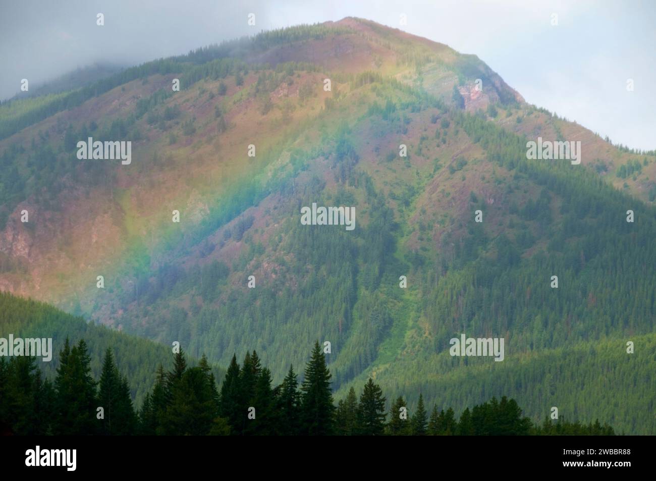 Mountain rainbow from Schafer Meadow, Middle Fork Flathead Wild and ...