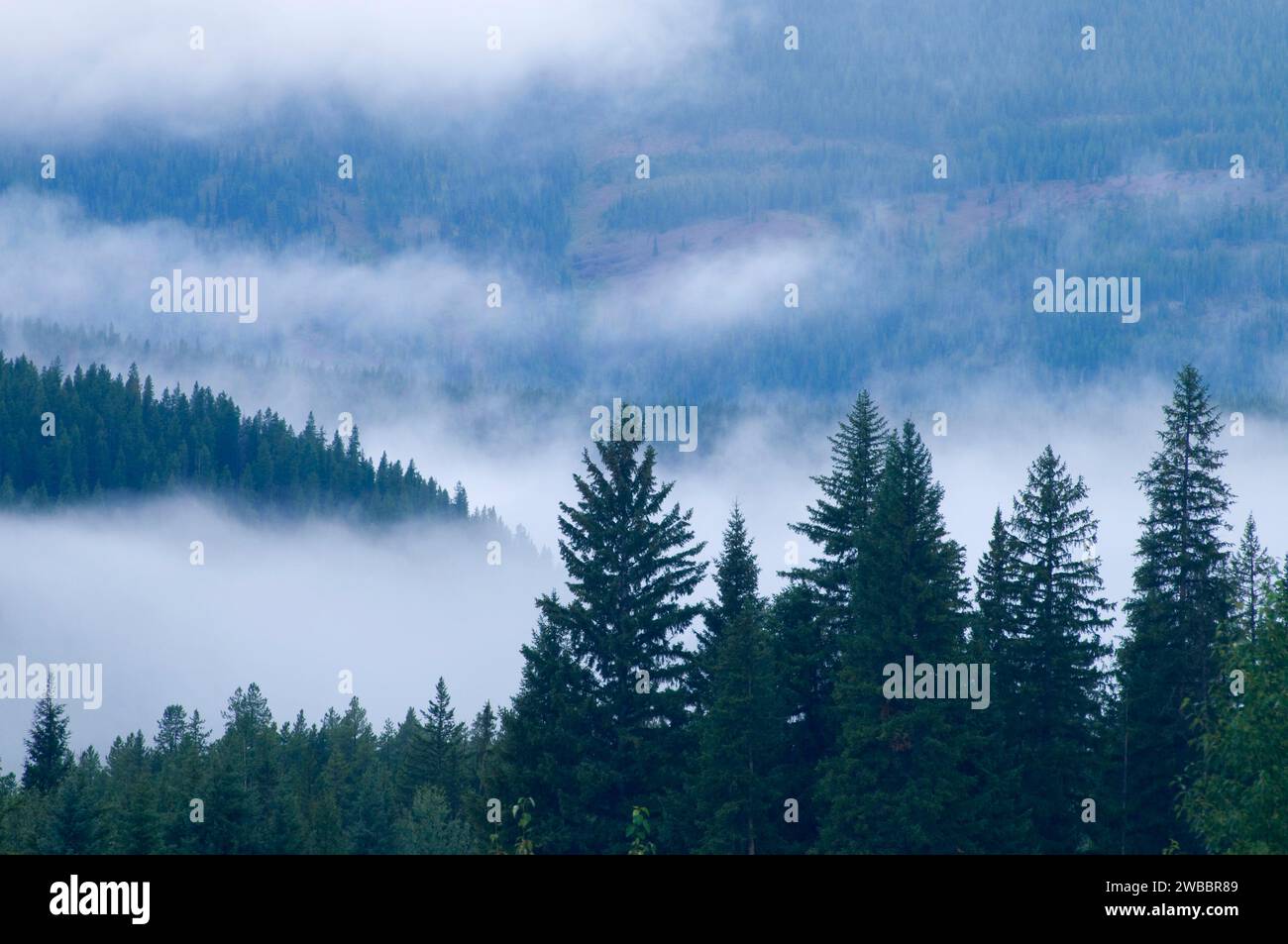 Forest slope withForest slope with fog, Middle Fork Flathead Wild and ...