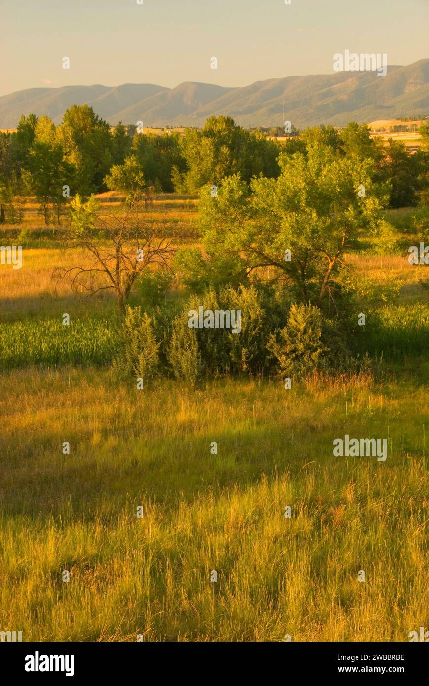 Grassland view, Pablo National Wildlife Refuge, Montana Stock Photo - Alamy