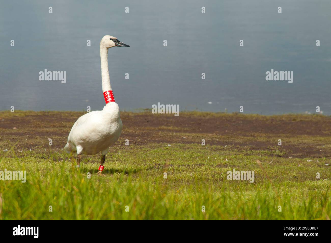 Trumpeter swan, Pablo National Wildlife Refuge, Montana Stock Photo - Alamy