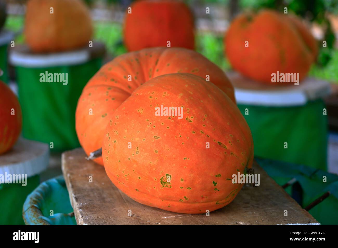 Mature orange pumpkin Stock Photo - Alamy