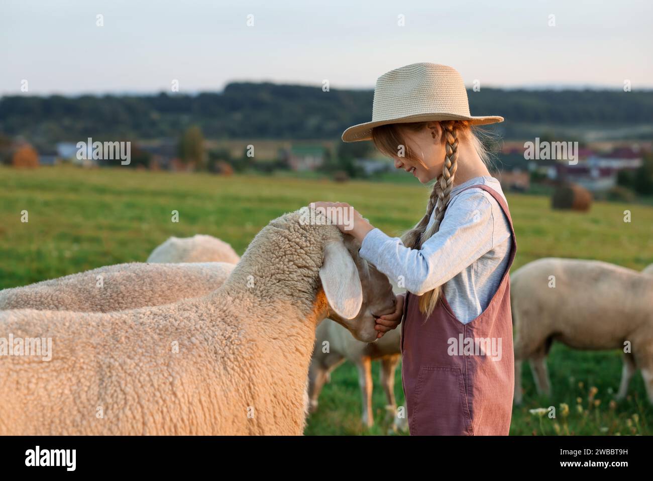 Girl feeding sheep hi-res stock photography and images - Alamy