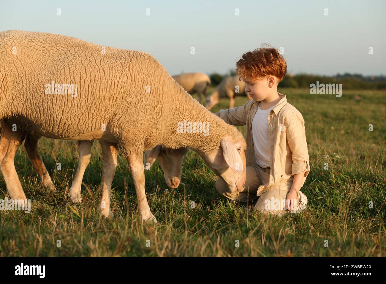 School boy and sheep hi-res stock photography and images - Alamy