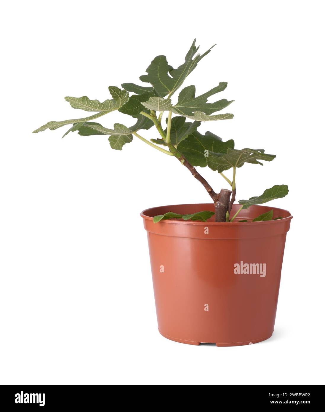 Fig plant with green leaves in pot isolated on white Stock Photo - Alamy