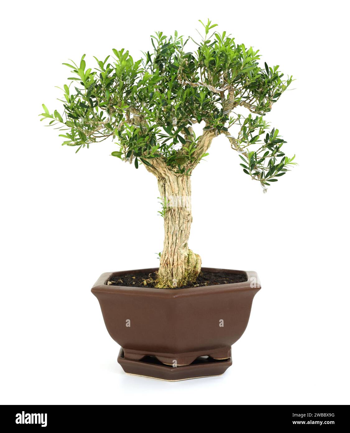 Minimalist bonsai tree hi-res stock photography and images - Alamy
