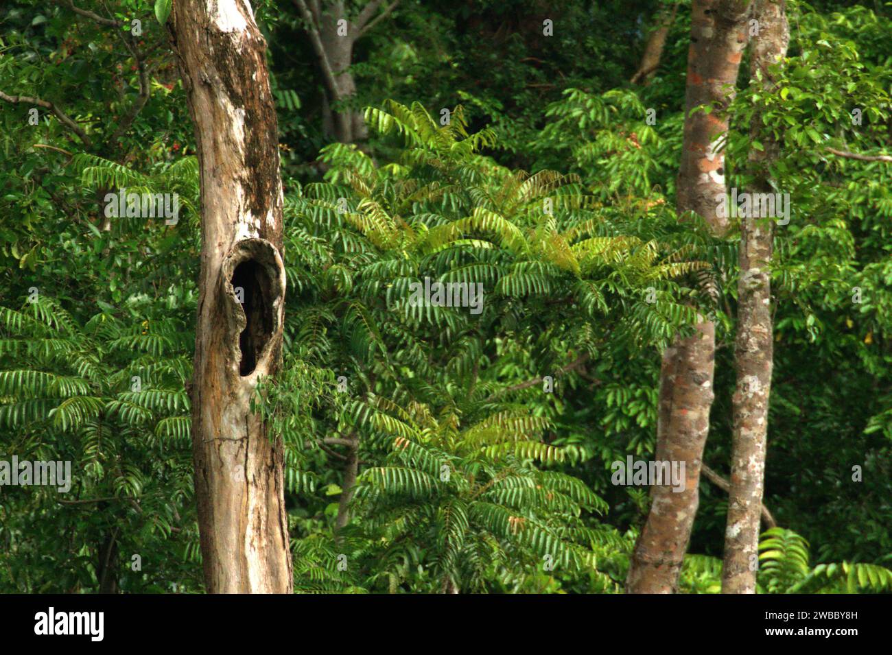 A hole on the trunk of a dead tree in a dense vegetated area near Mount ...