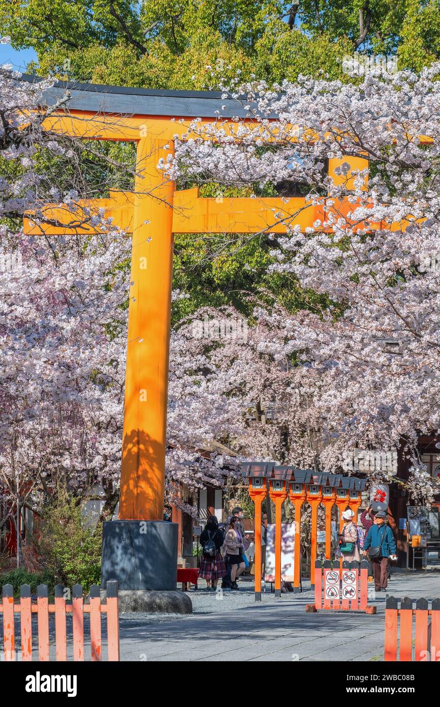 Kyoto, Japan - March 29 2023: Hirano-jinja is the site of a cherry ...