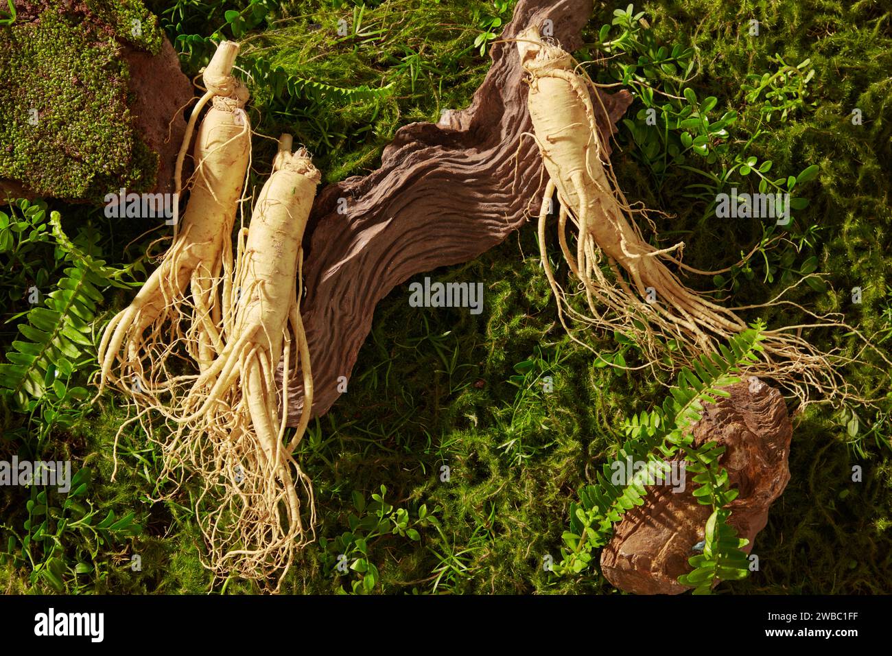 Ginseng roots with block of stone and dry twig on natural background ...