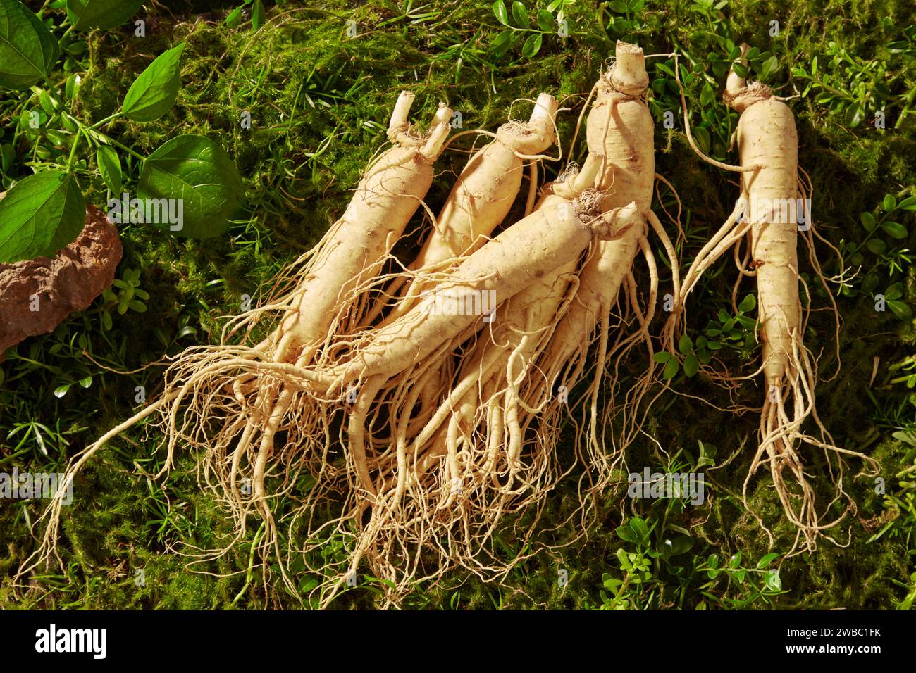 On natural green moss background, fresh ginseng root displayed with ...