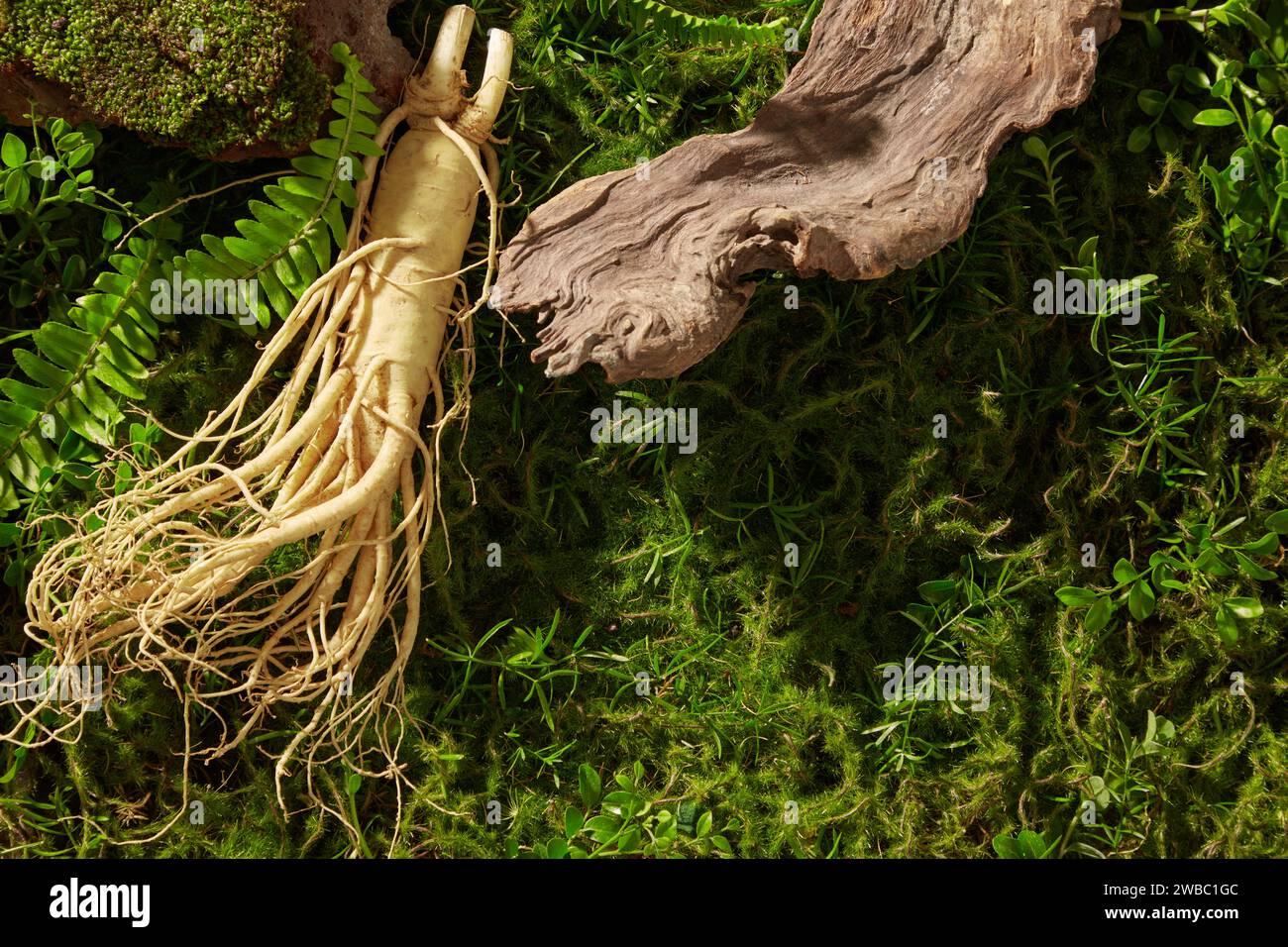 Ginseng root on a green moss background with dry twig and leaves. Empty ...