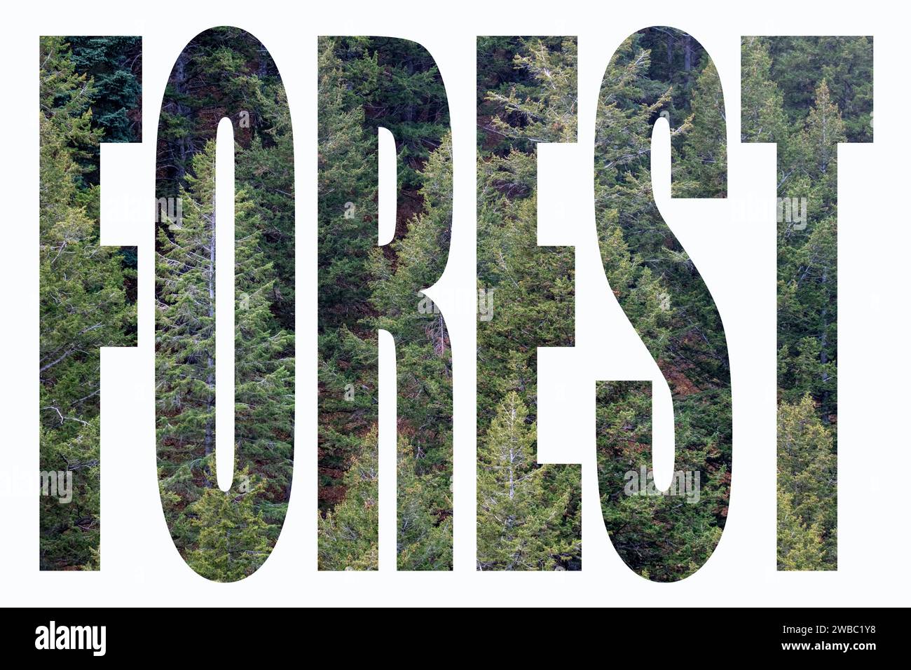 Word FOREST in white mask with image of pine tree forest viewed in text ...