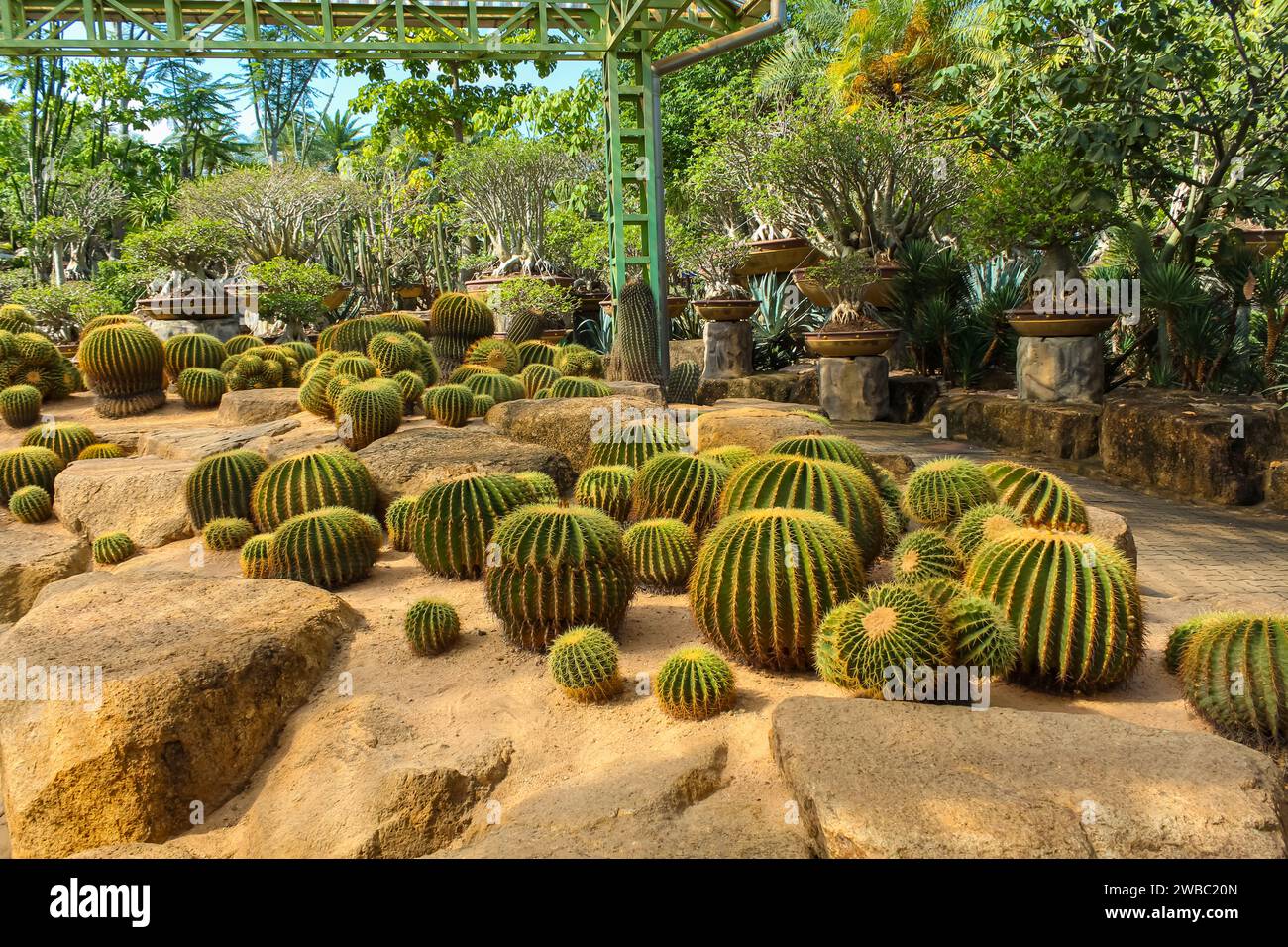 Green Cactus garden. Cactus diversity in different forms and size in ...