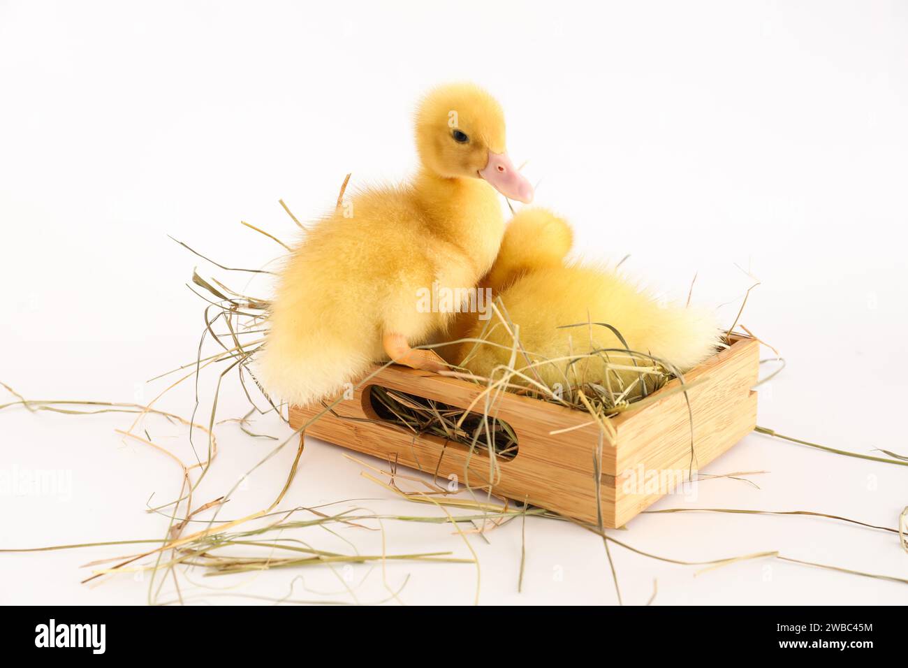 Wooden box with cute ducklings on white background Stock Photo - Alamy