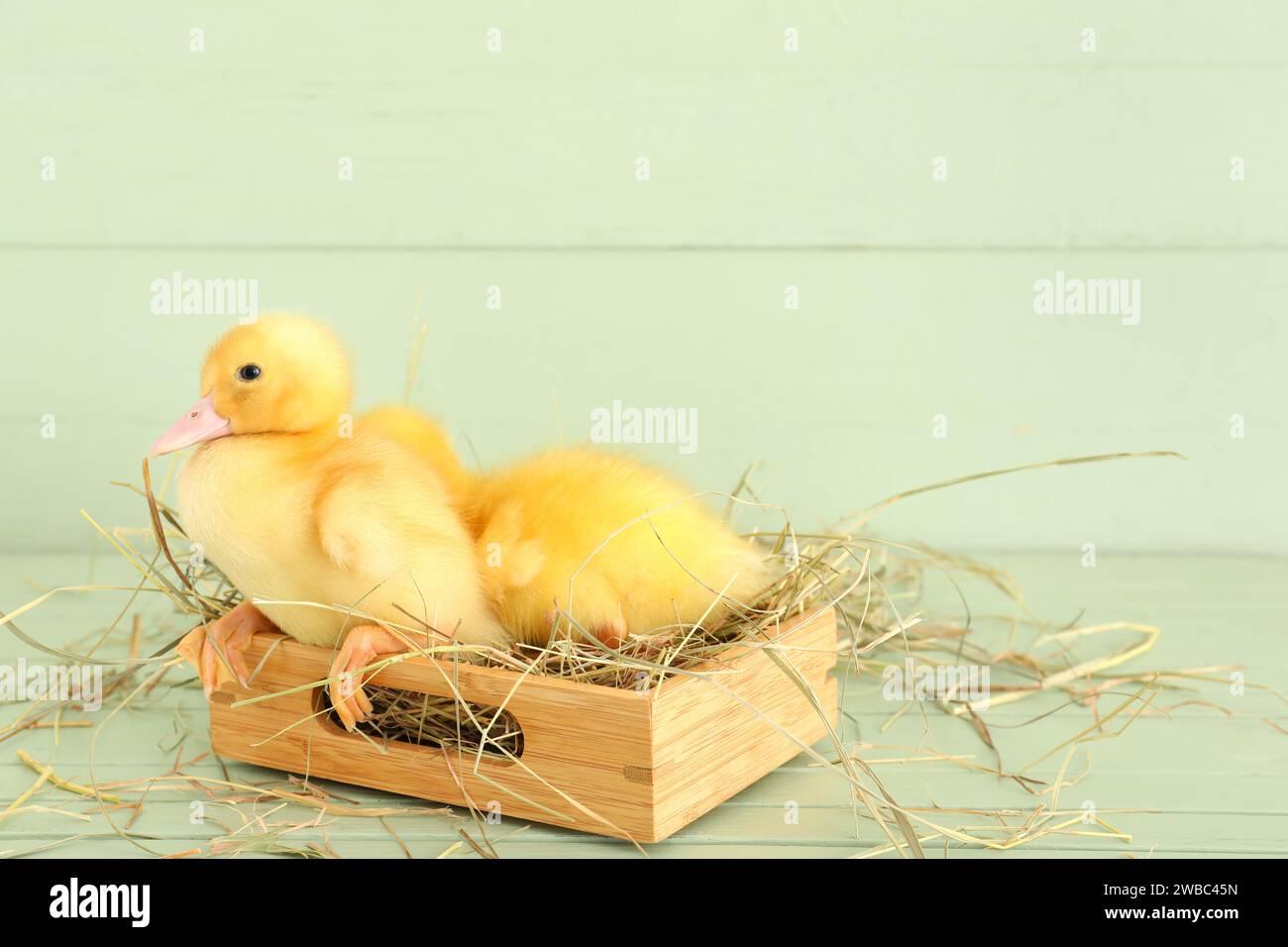 Box with cute ducklings on green wooden background Stock Photo - Alamy