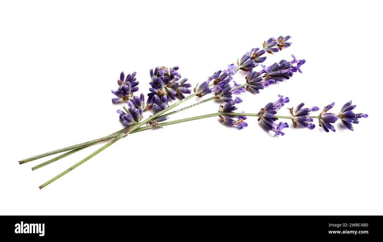 Branches of beautiful lavender flowers on white background Stock Photo ...