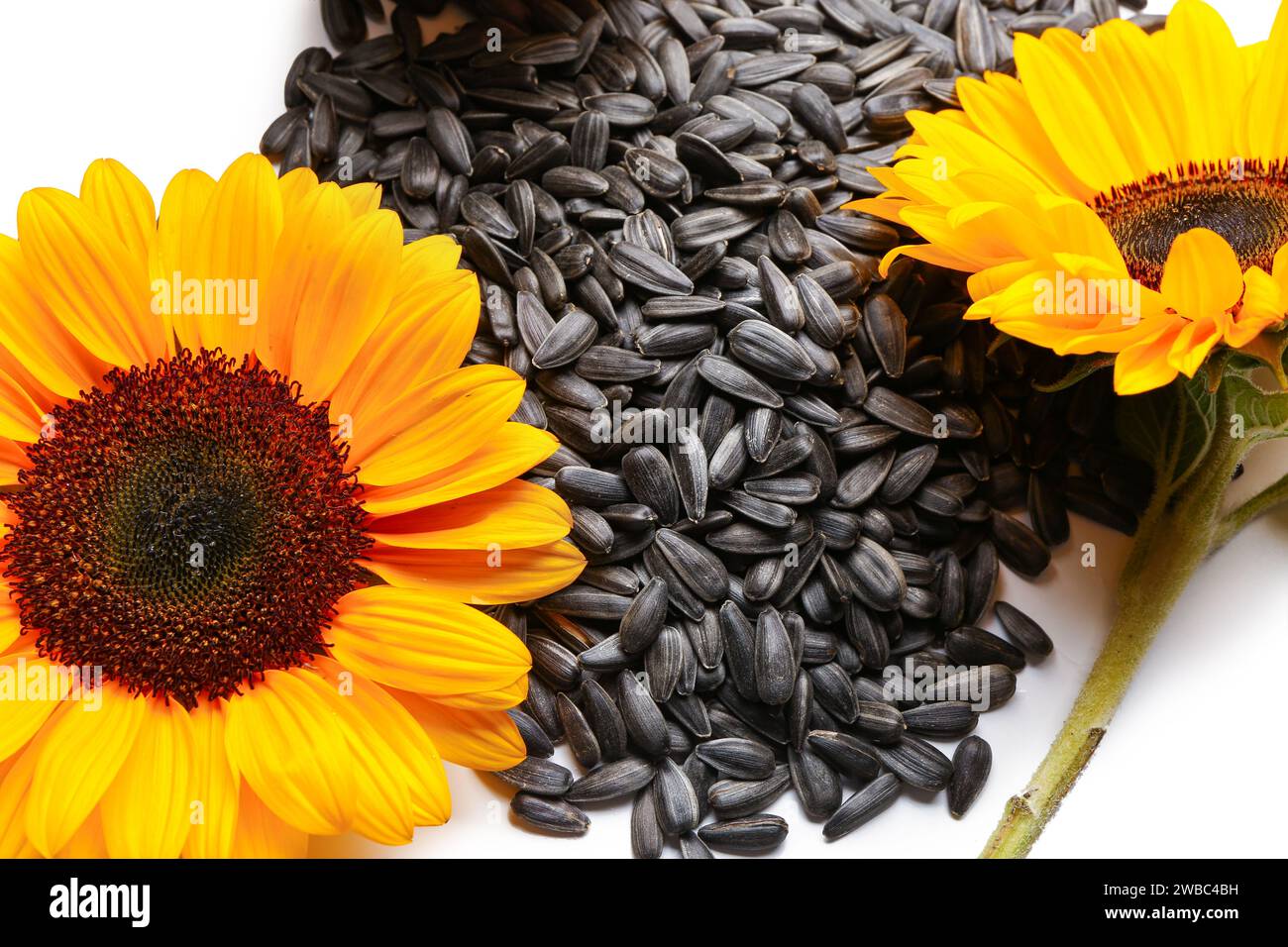 Sunflowers with heap of seeds isolated on white background Stock Photo ...