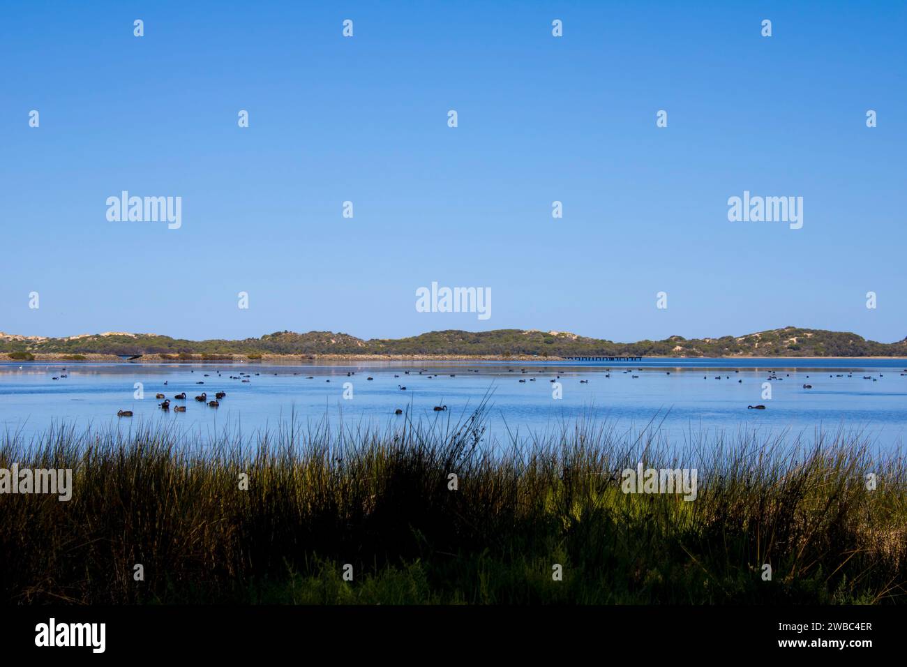 A tranquil scenic view of the landscape at the shallow end of the ...