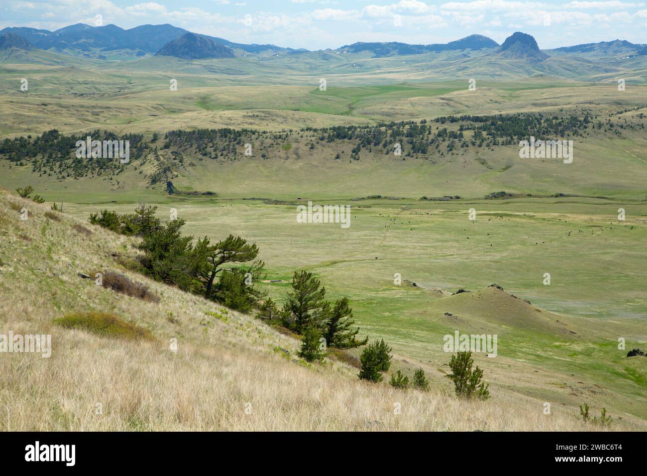 Prairie with pine, Crown Butte Preserve, Montana Stock Photo - Alamy
