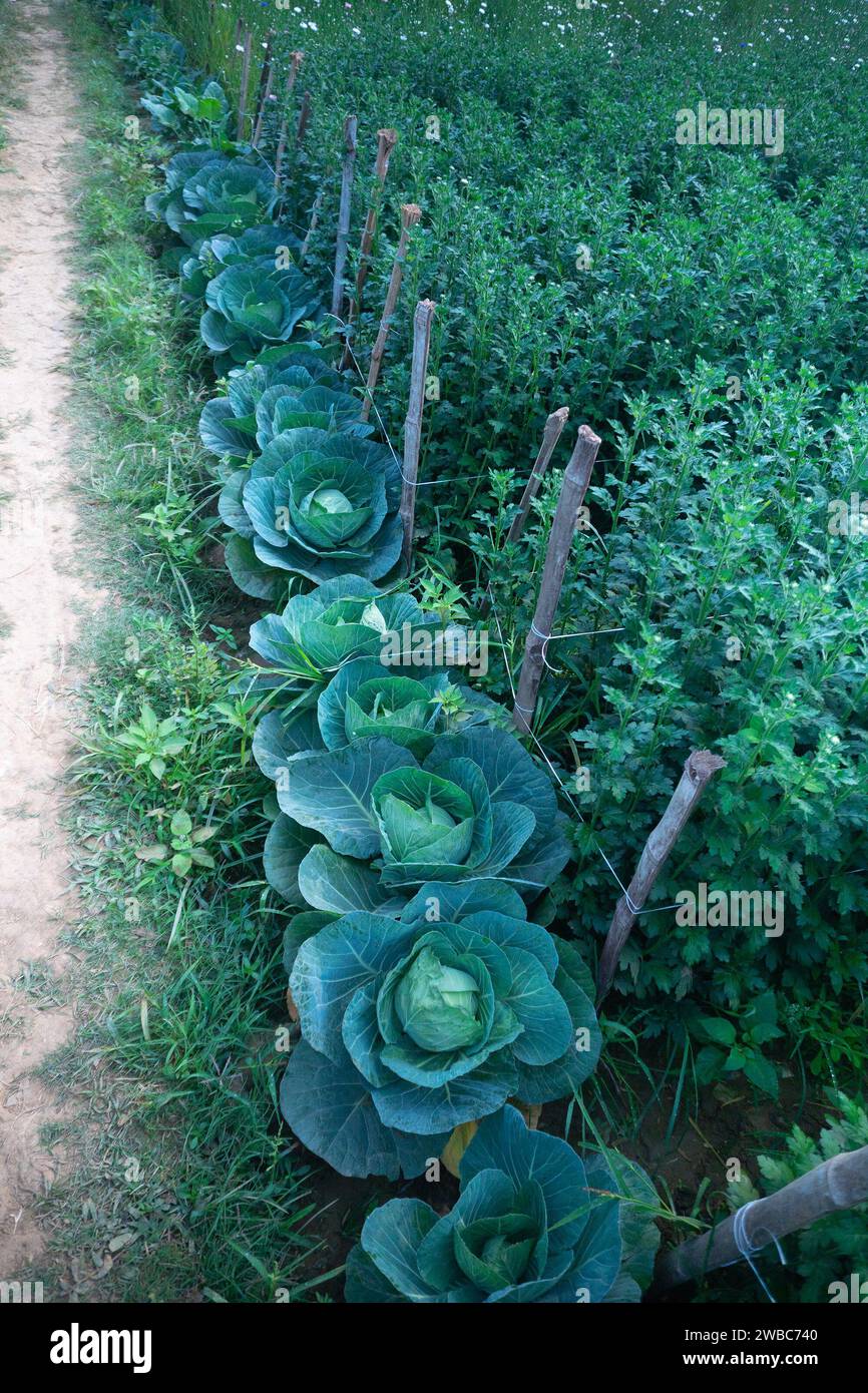 Cabbage is being harvested in vast field at Khirai, West Bengal, India ...