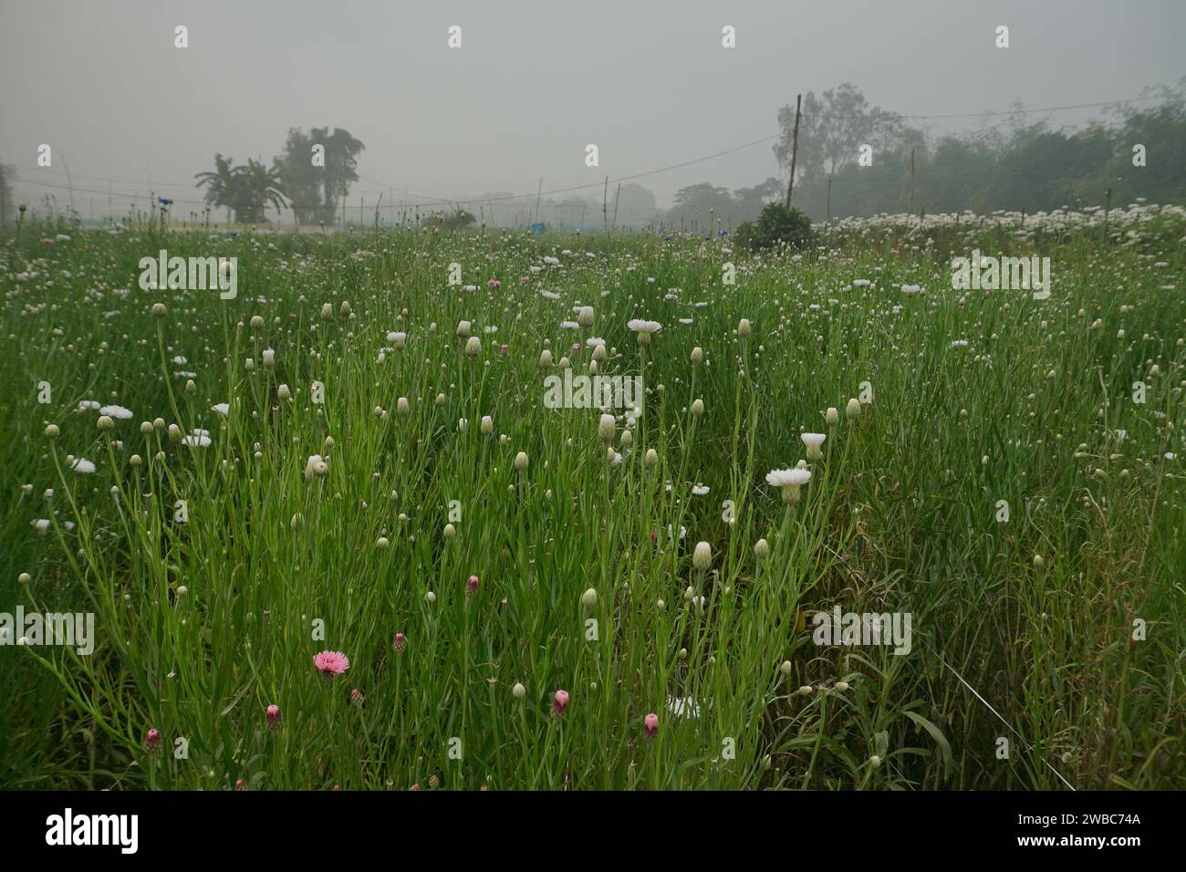 Multi-coloured aster flower garden of khirai, West bengal, India in ...