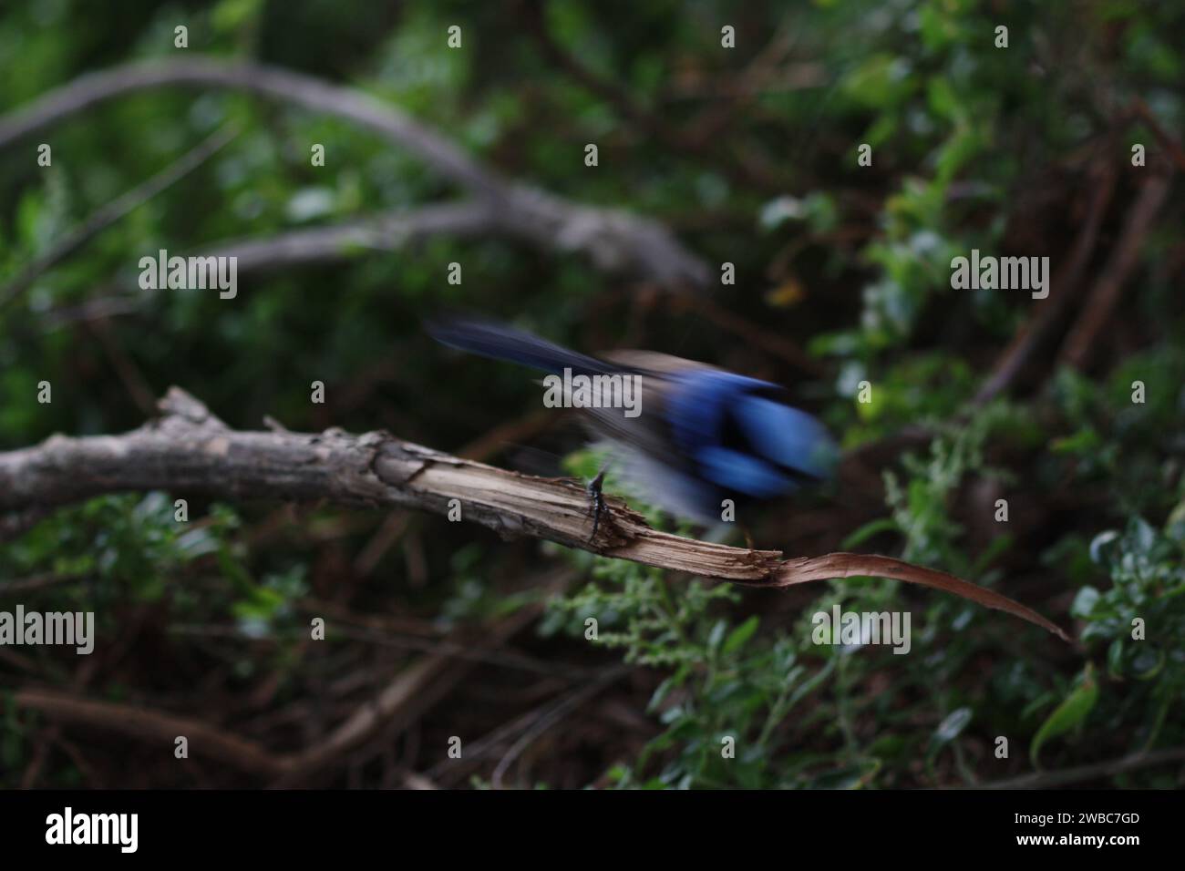 Blue Bird Motion Blur Small Perch Flight Feathers Nature Swift Velocity ...