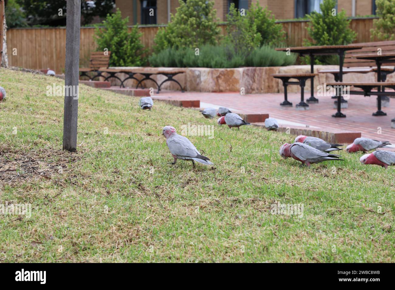 Lewis herman reserve hi-res stock photography and images - Alamy