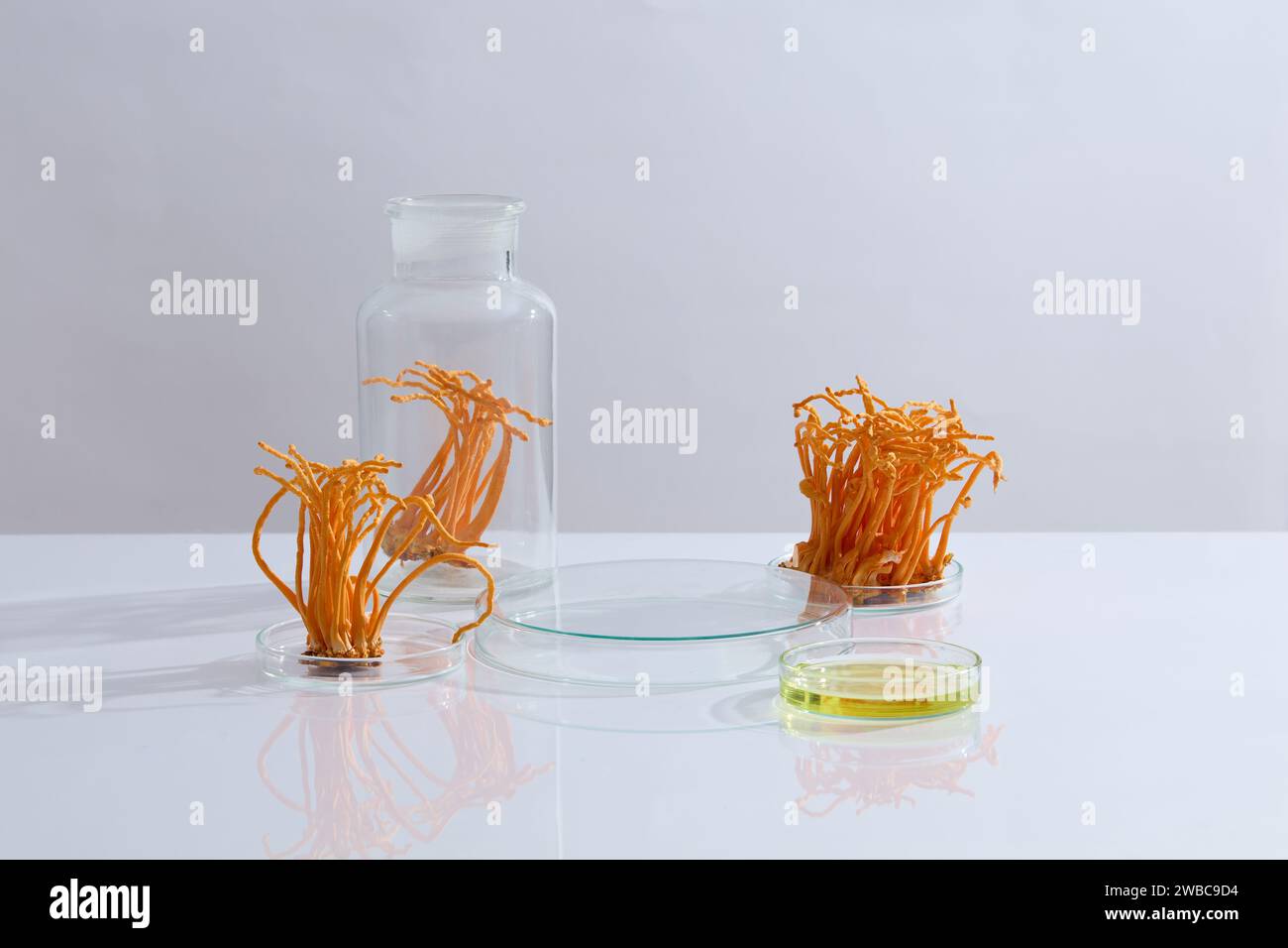 Front view of laboratory equipment decorated with Cordyceps militaris ...