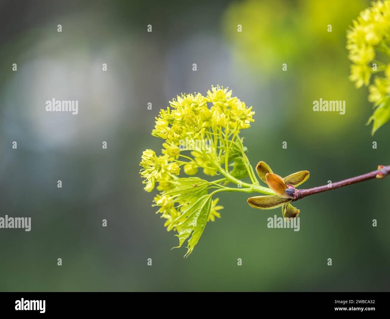 Fresh maple leaves with flowers and seeds. Spring branches of maple ...