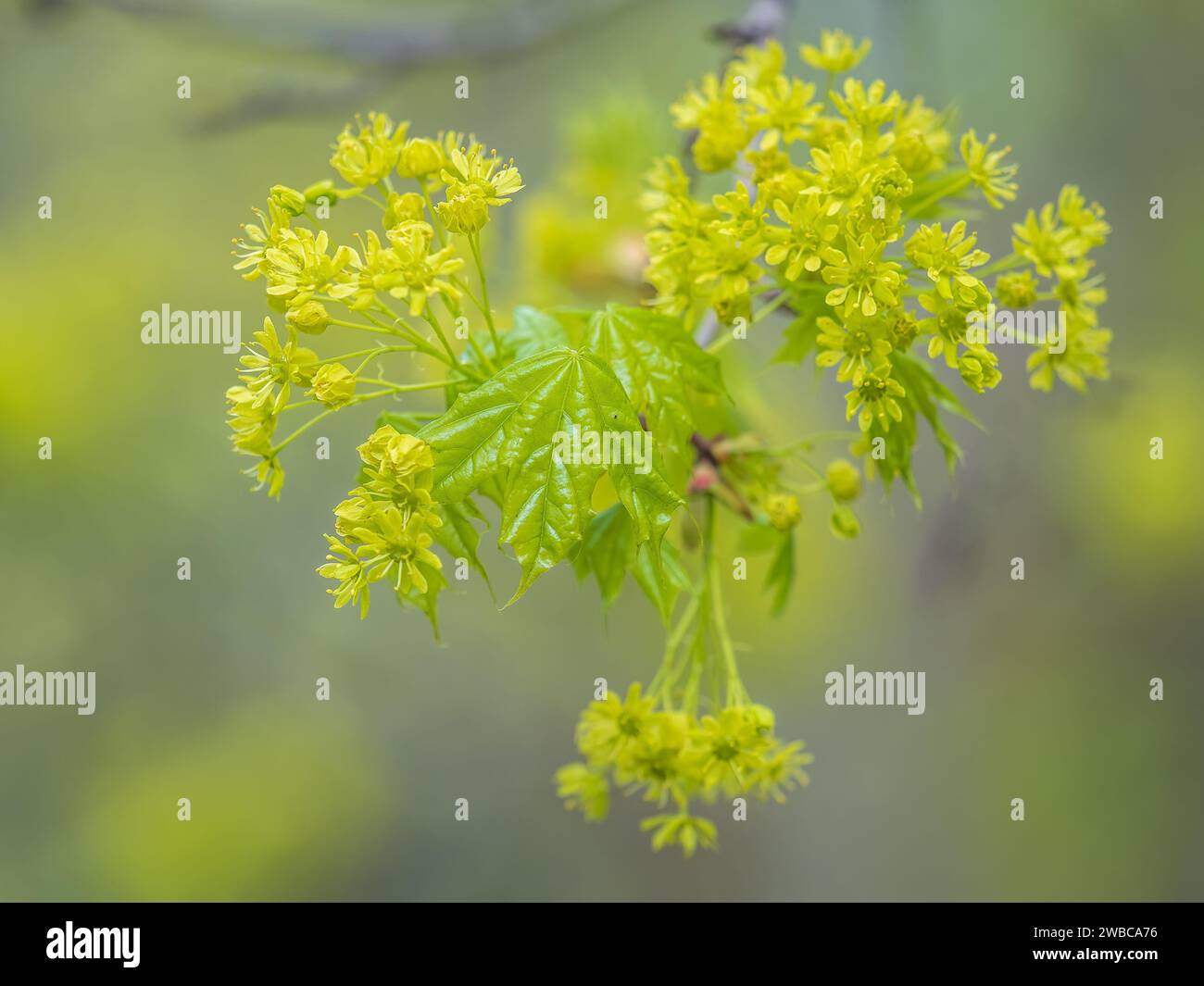 Fresh maple leaves with flowers and seeds. Spring branches of maple ...