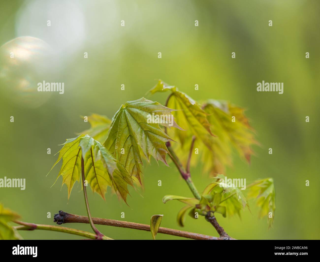 Spring branches of maple tree with fresh green leaves. Spring ...