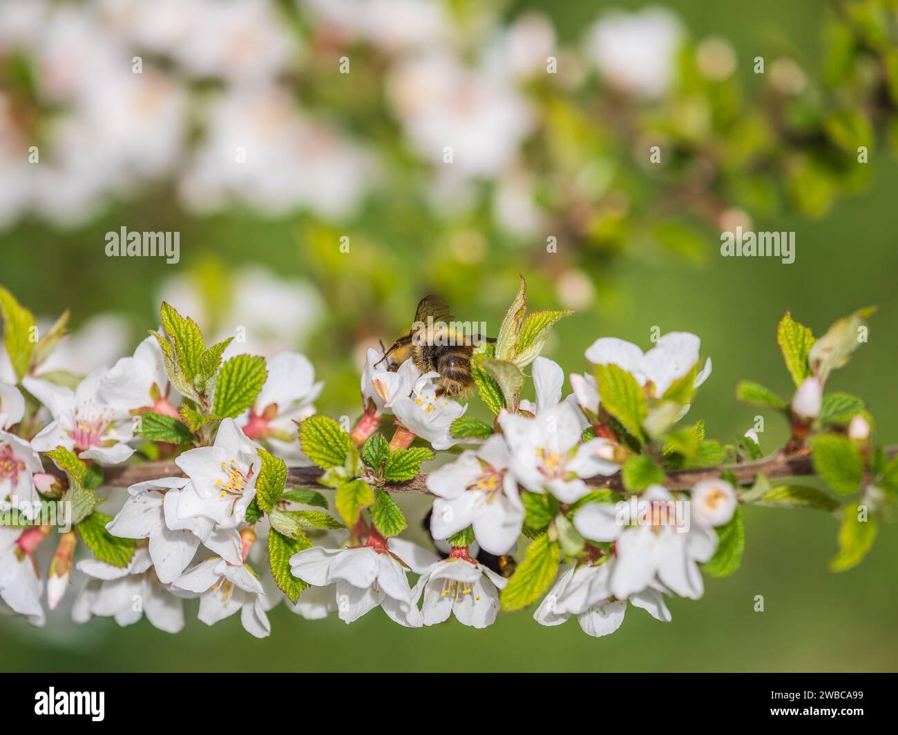 Bumblebee insect on white blooming cherry blossom. Bumblebee insect ...