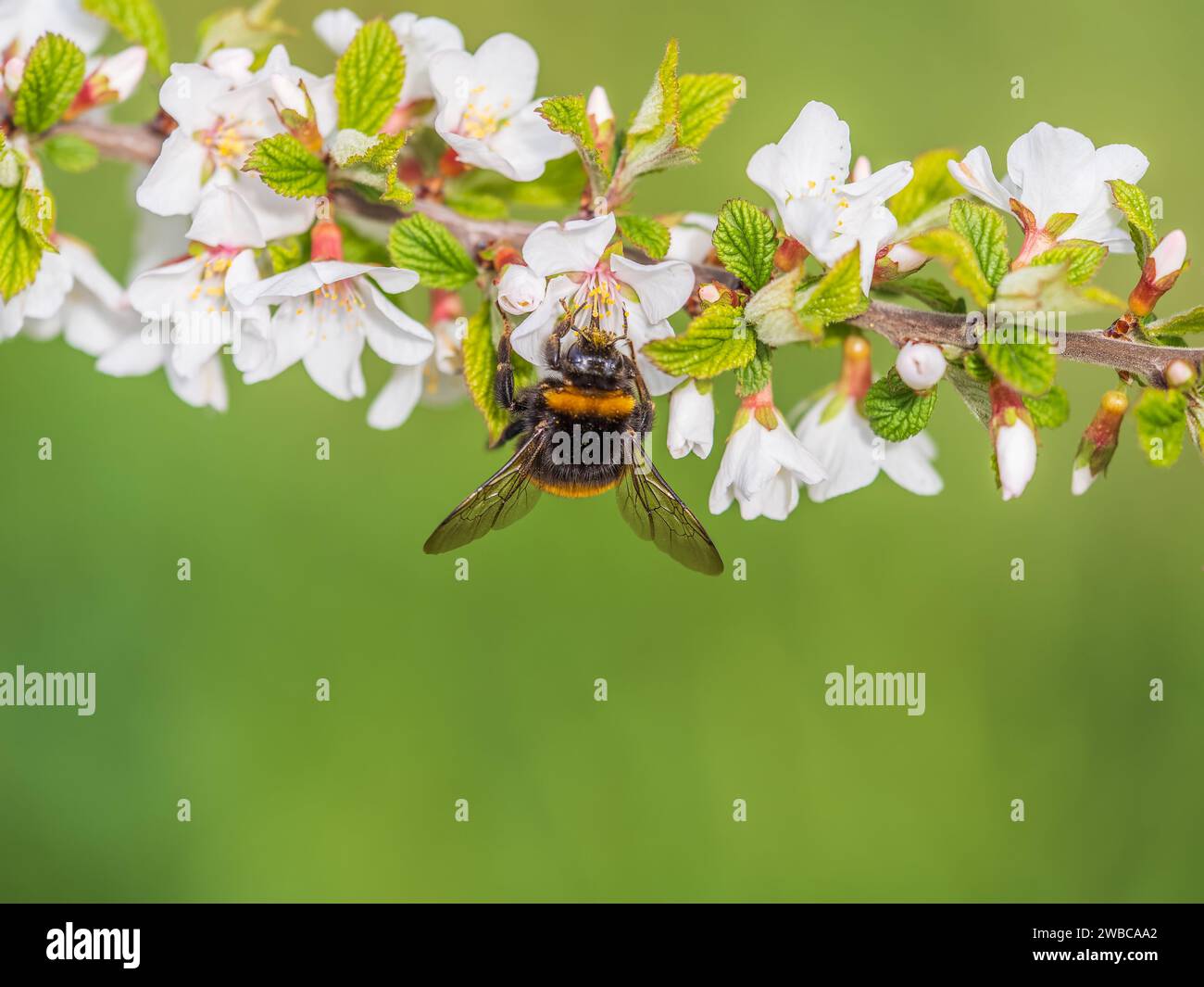 Bumblebee insect on white blooming cherry blossom. Bumblebee insect ...