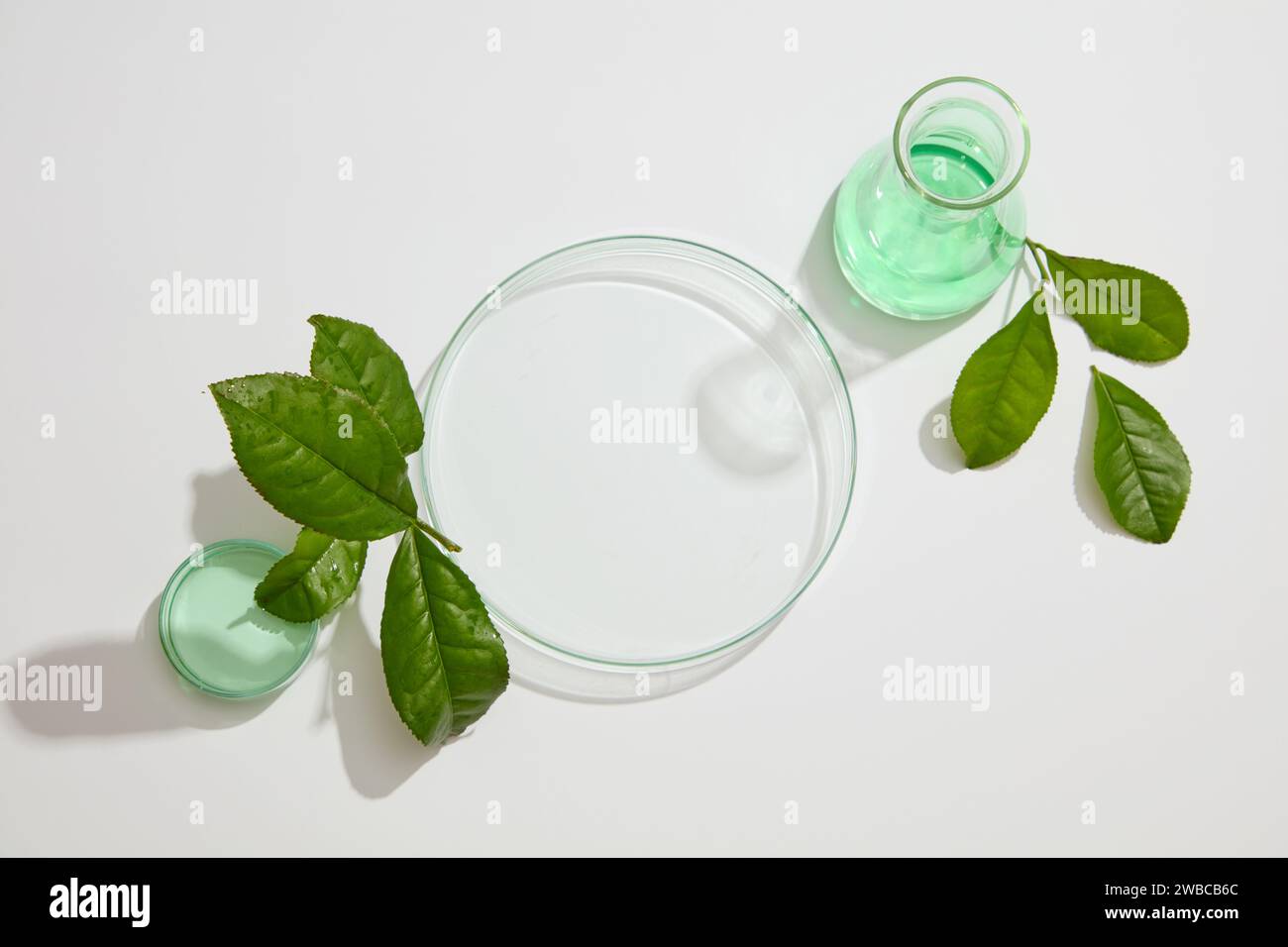 Scene for advertisement of cosmetics extracted from green tea with ...