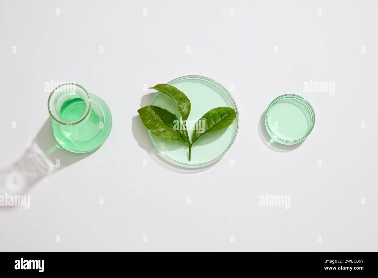 On the white background, some lab glassware containing fresh green tea ...