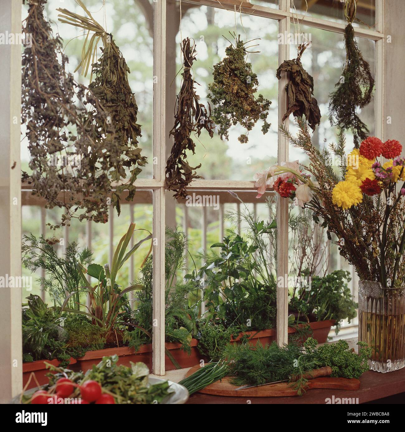 BUNCHES OF HERBS HUNG UPSIDE DOWN TO DRY IN COTTAGE KITCHEN WINDOW ...
