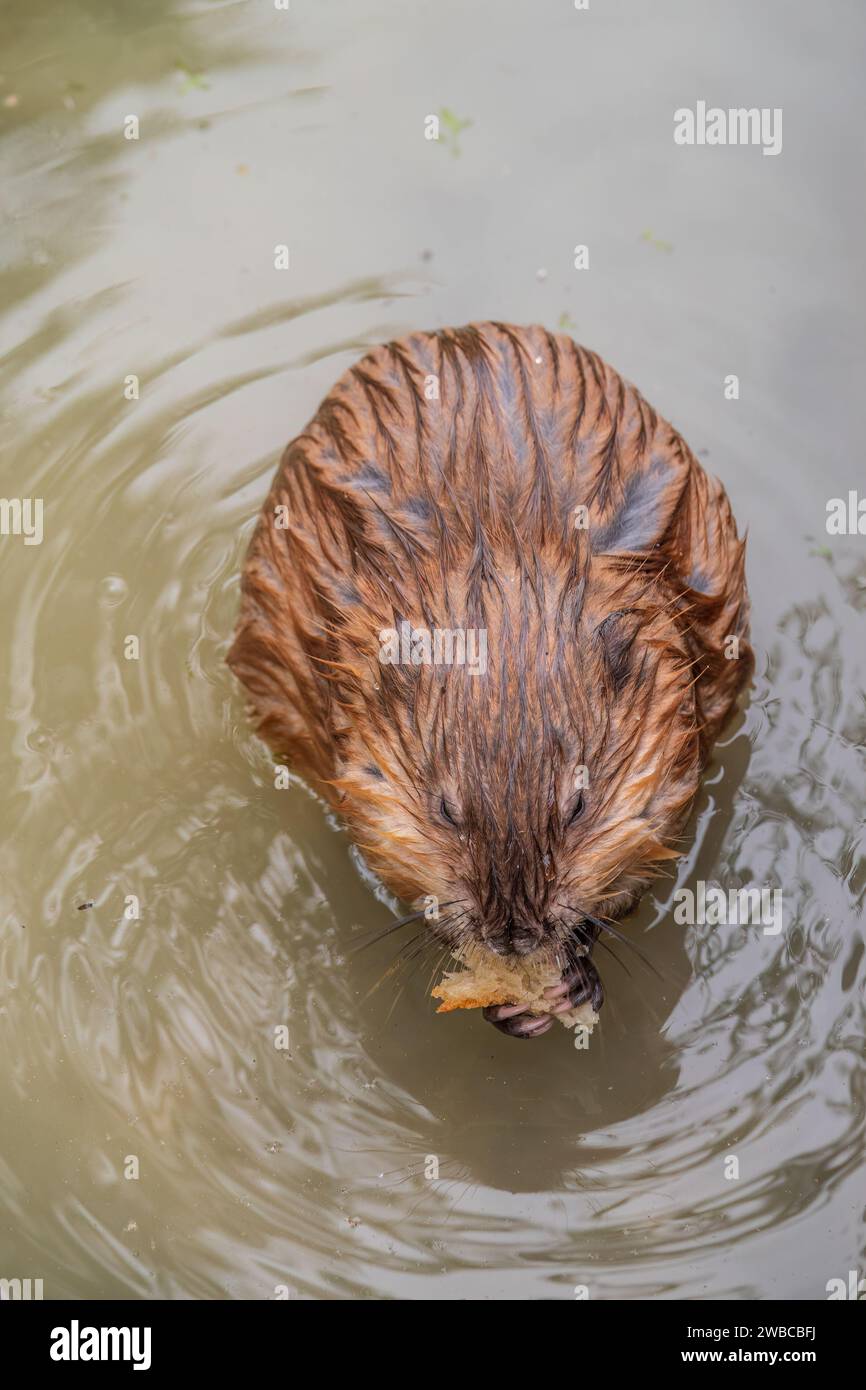 Wild animal Muskrat, Ondatra zibethicuseats, eats on the river bank ...