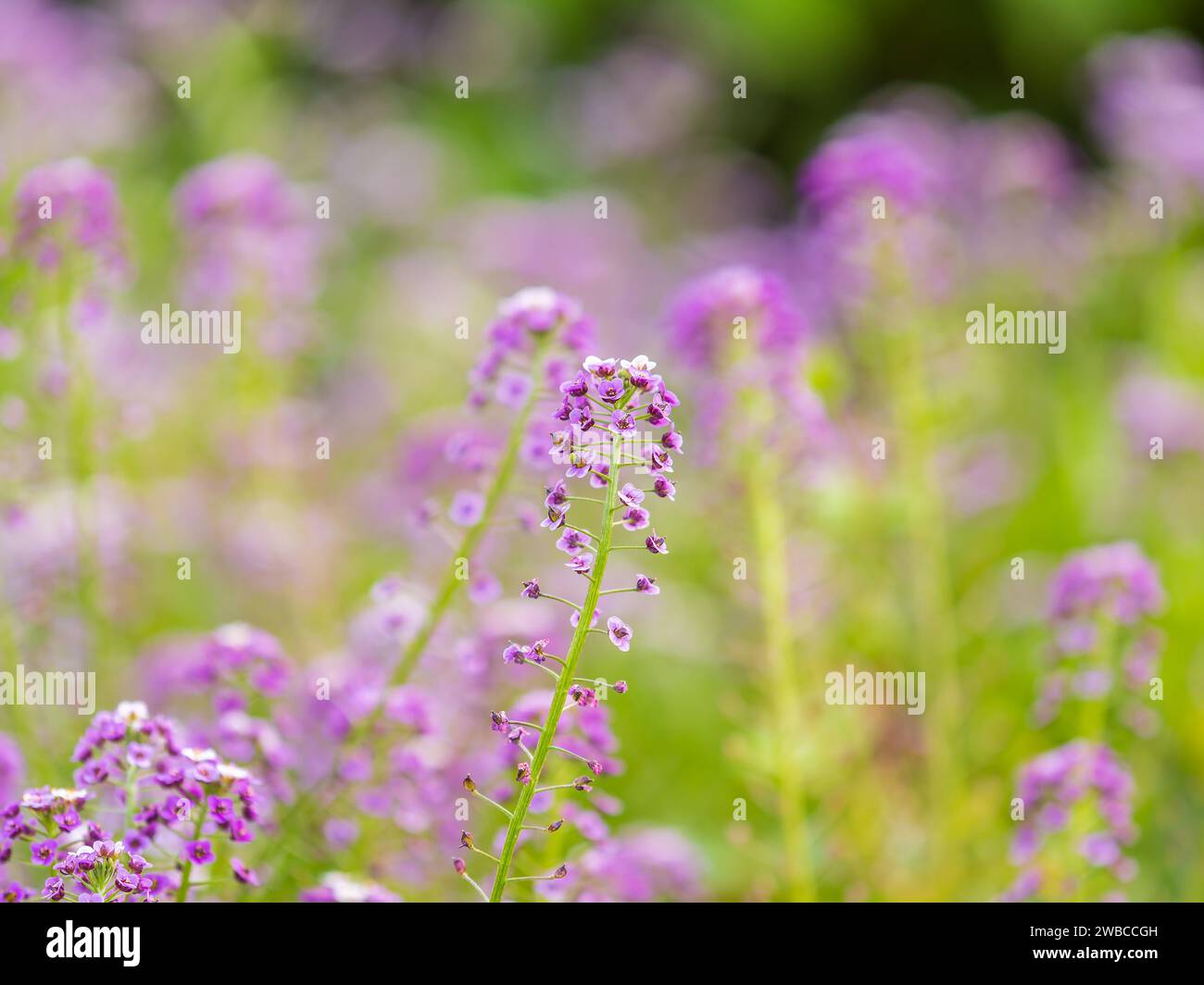Verbena bonariensis flowers, Argentinian Vervain or Purpletop Vervain ...
