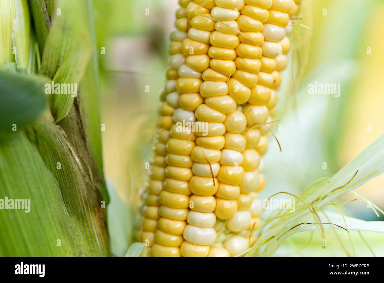Close-up corn cobs in corn plantation field. corn close-up grows in a field Stock Photo - Alamy