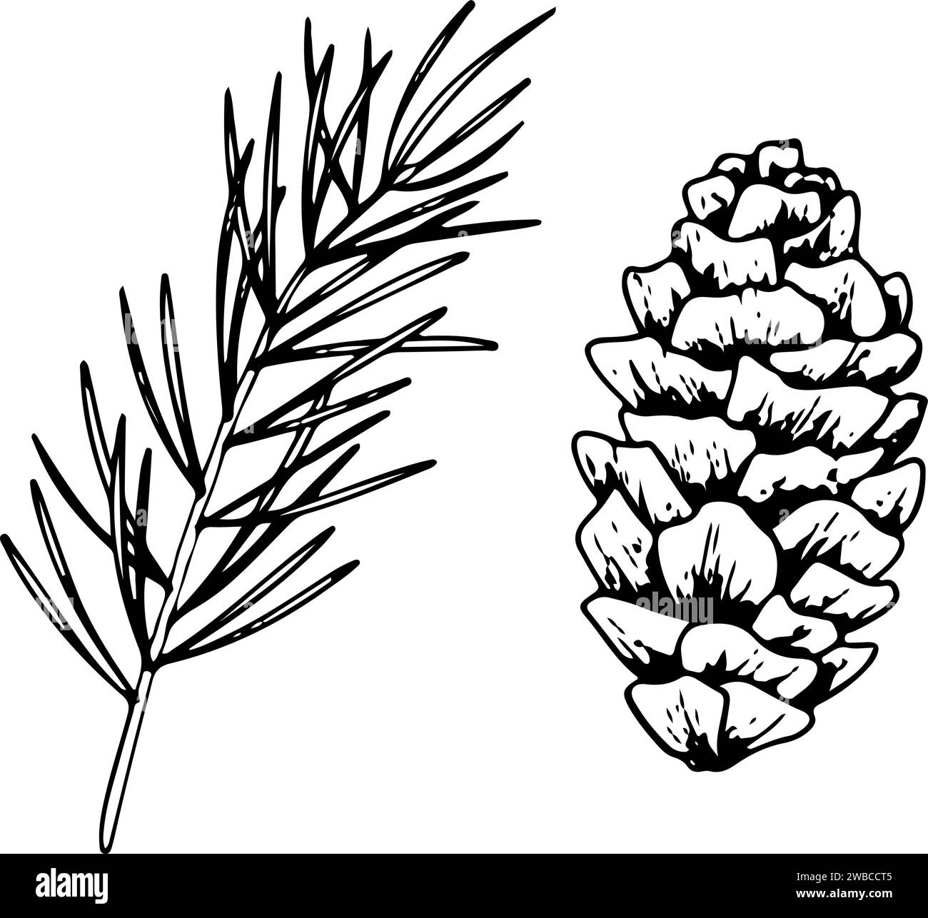Beauty of conifers Stock Vector Images - Alamy