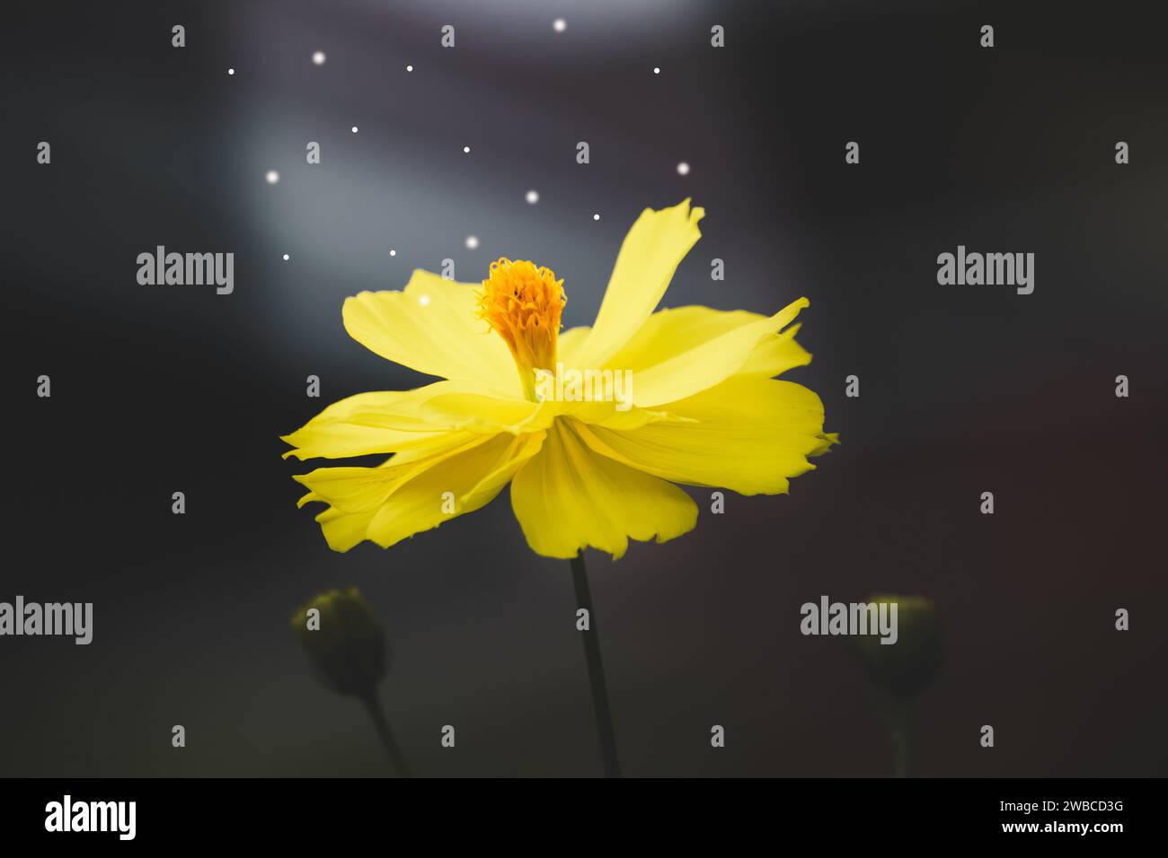 The holy flower hi-res stock photography and images - Alamy