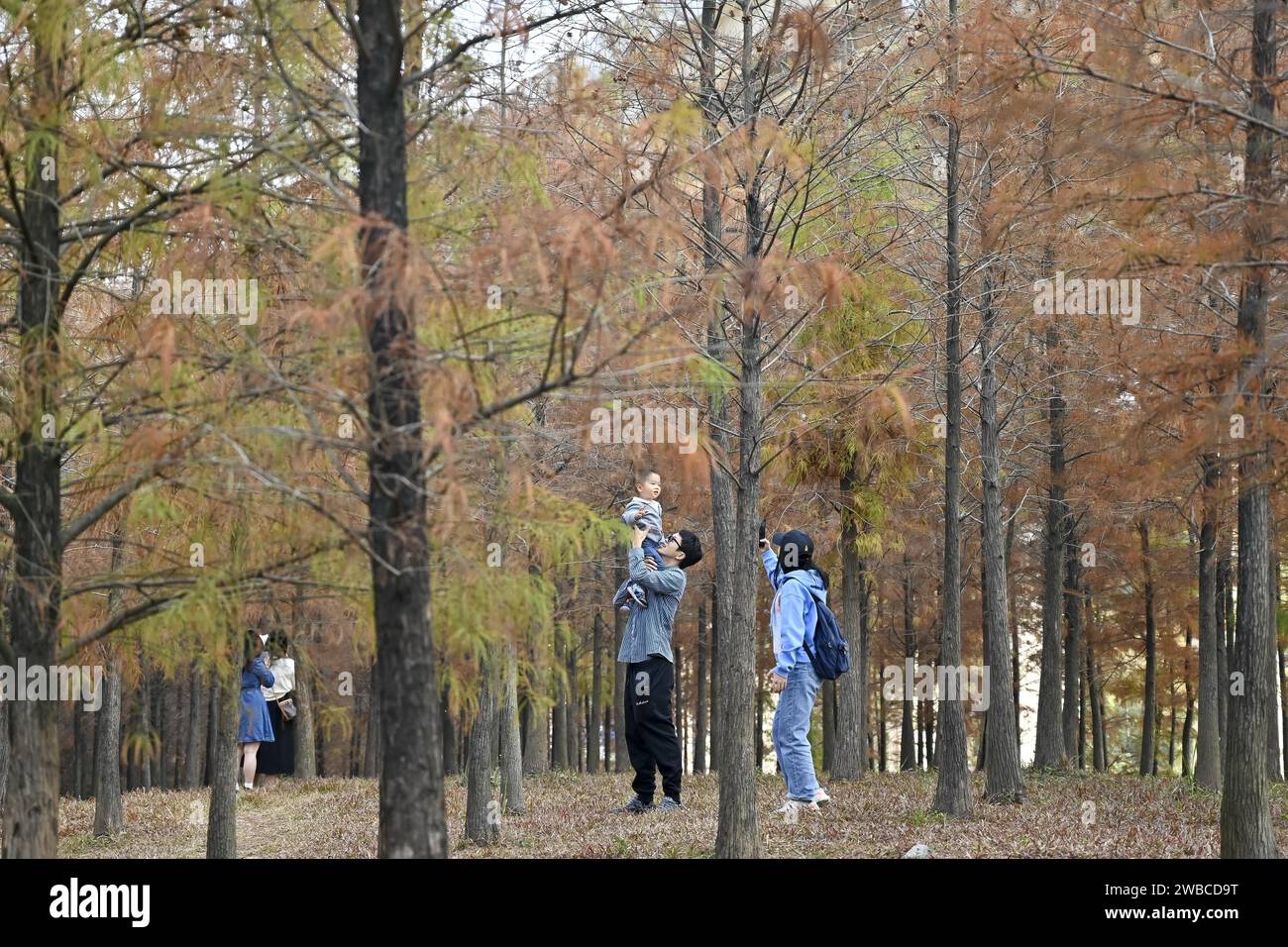 **CHINESE MAINLAND, HONG KONG, MACAU AND TAIWAN OUT** Bald cypress ...