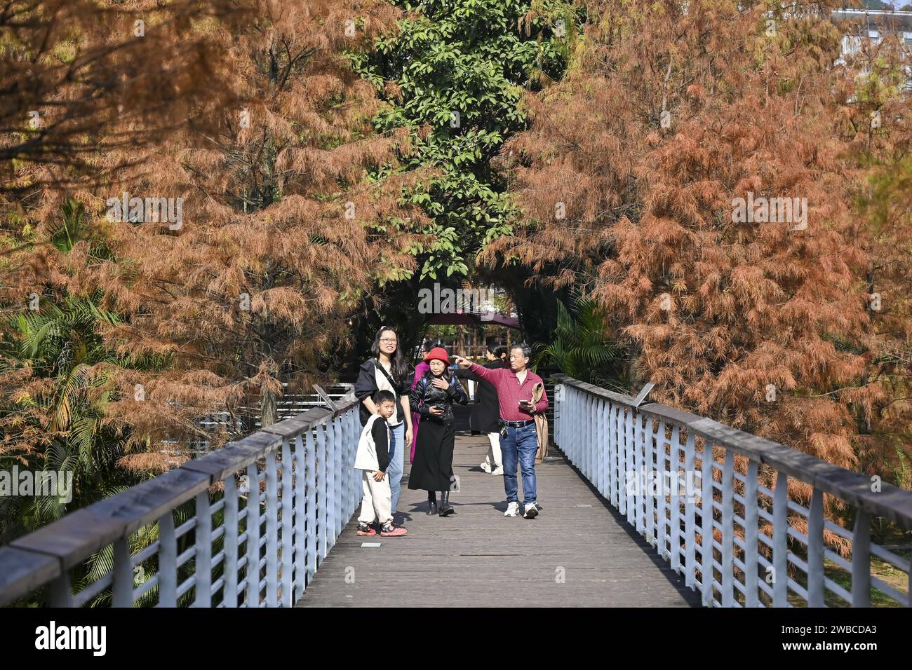 **CHINESE MAINLAND, HONG KONG, MACAU AND TAIWAN OUT** Bald cypress ...