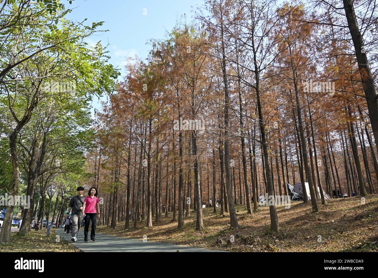 **CHINESE MAINLAND, HONG KONG, MACAU AND TAIWAN OUT** Bald cypress ...