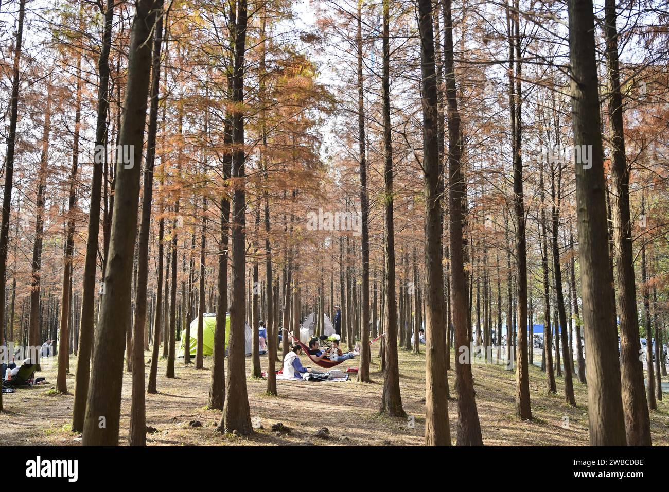 **CHINESE MAINLAND, HONG KONG, MACAU AND TAIWAN OUT** Bald cypress ...