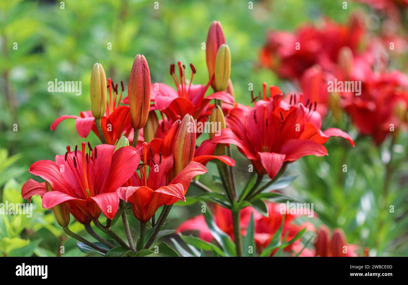 Beautiful red lily in the garden. Gardening concept Stock Photo - Alamy