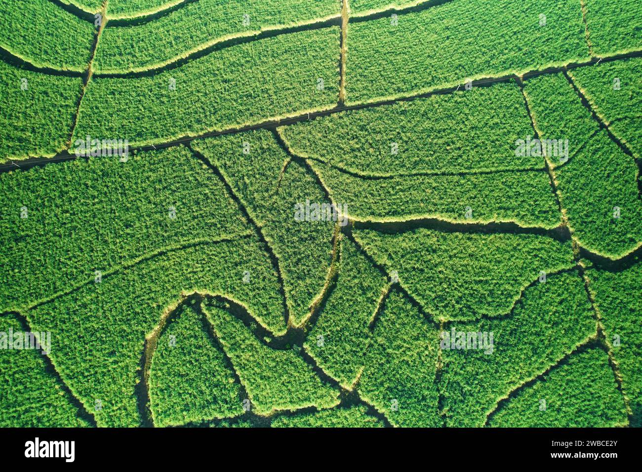 Green suagr cane stems field with lanes road aerial drone top view ...