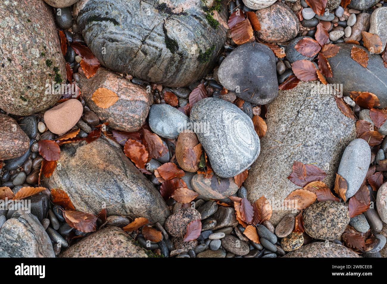 Abstract of fallen leaves hi-res stock photography and images - Alamy