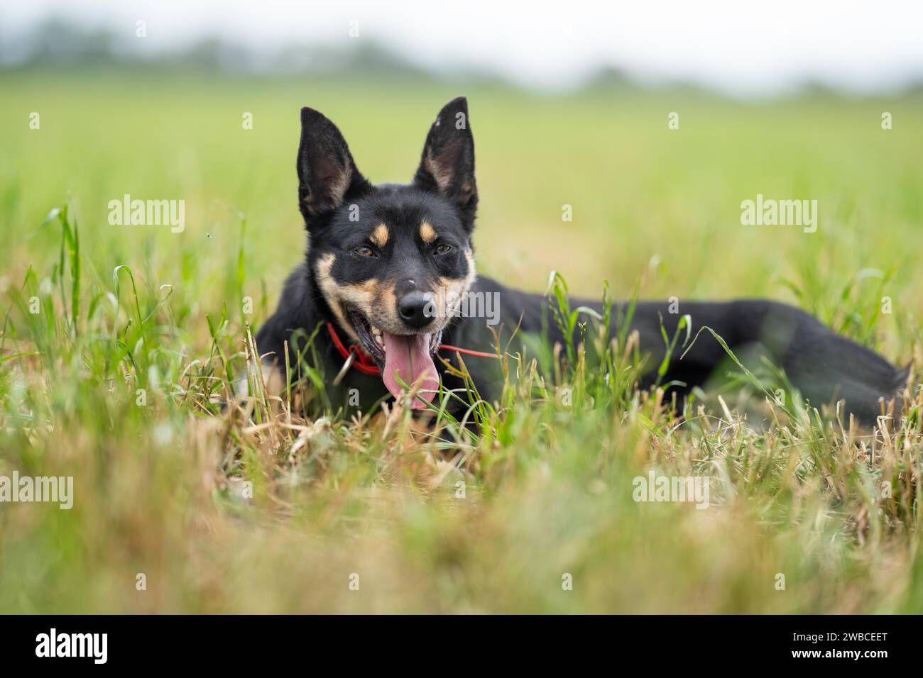 farm dog in a green field of grass Stock Photo - Alamy