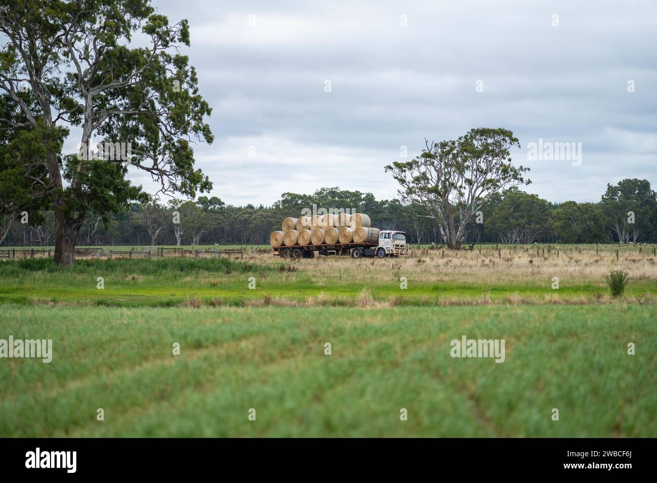 Loading hay bales on to a truck in a field in a farm in Stock Photo - Alamy