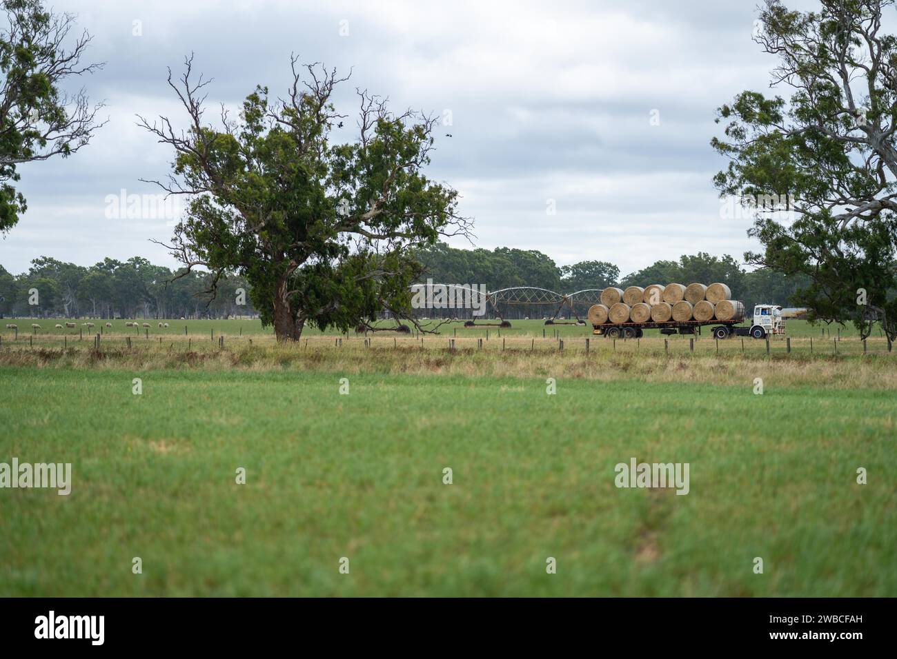Loading hay bales on to a truck in a field in a farm in Stock Photo - Alamy